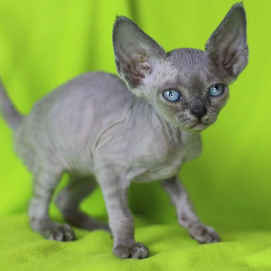 Девон-рекс котёнок