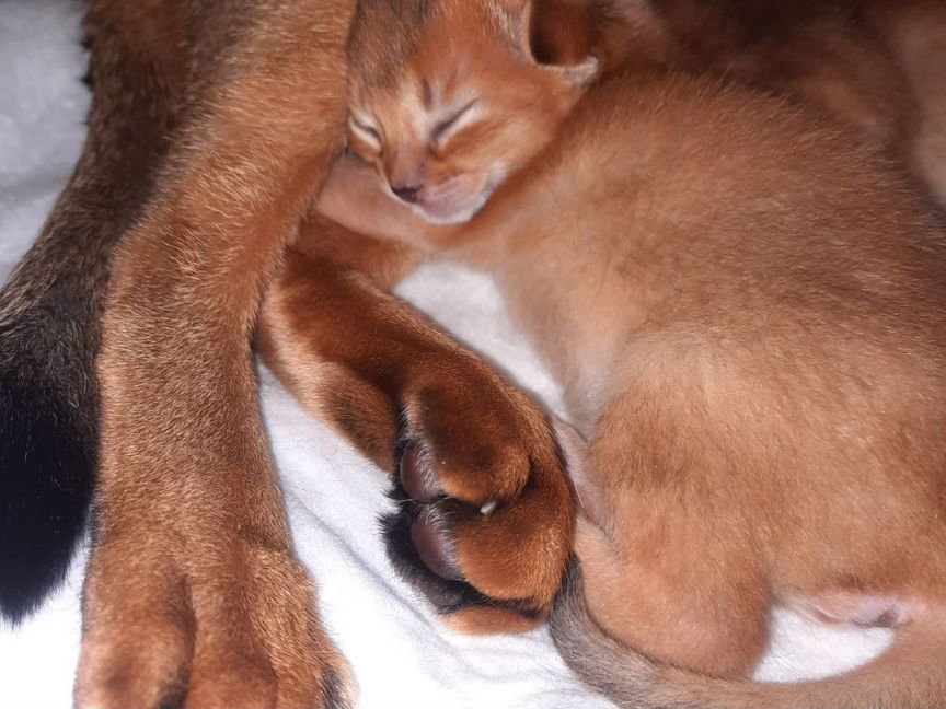 Котёнок на новый год