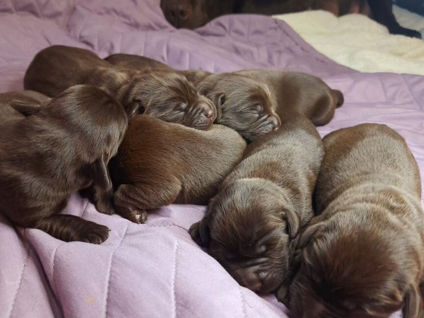 Шоколадные лабрадоры