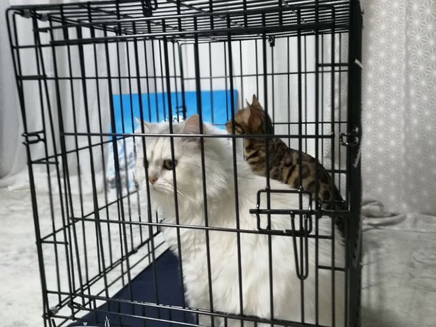 Клетка для животных