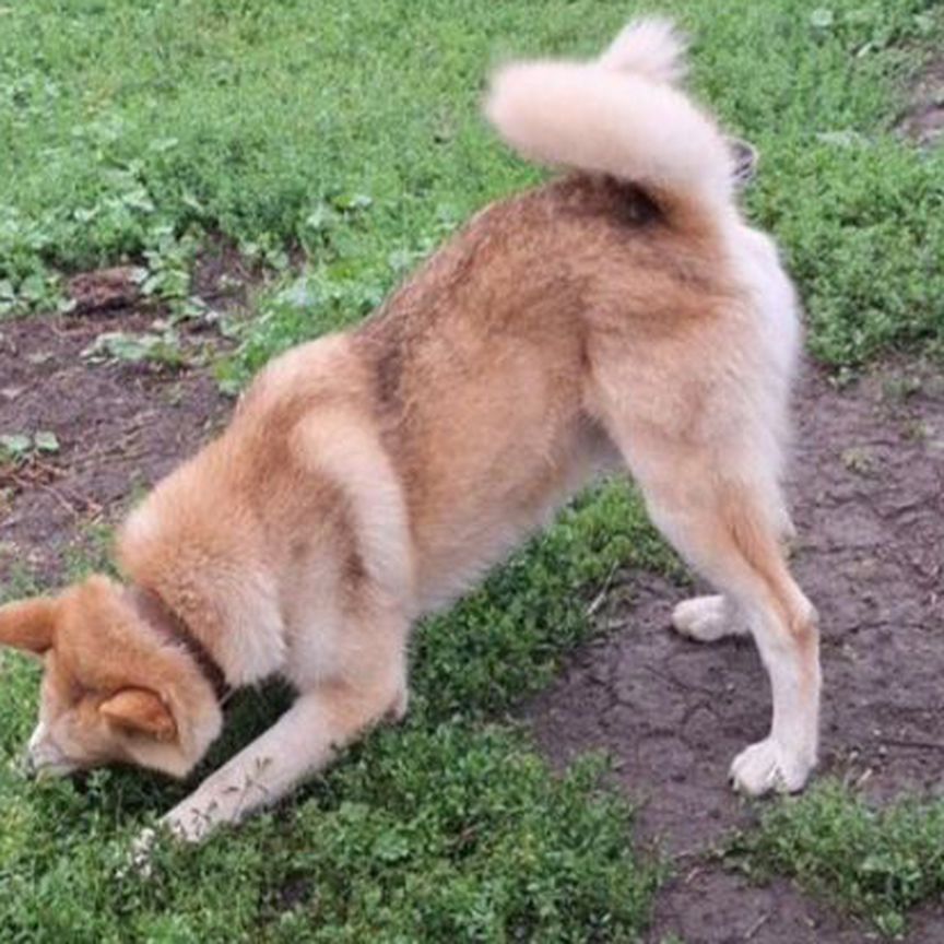 Западносибирская лайка, взрослый пёс