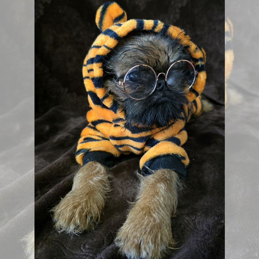 Брюссельский гриффон, щенок