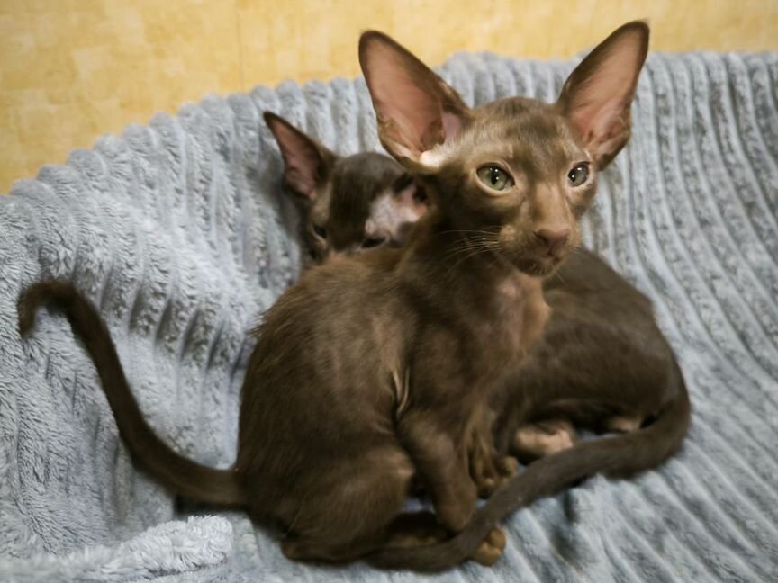 Ориентальная