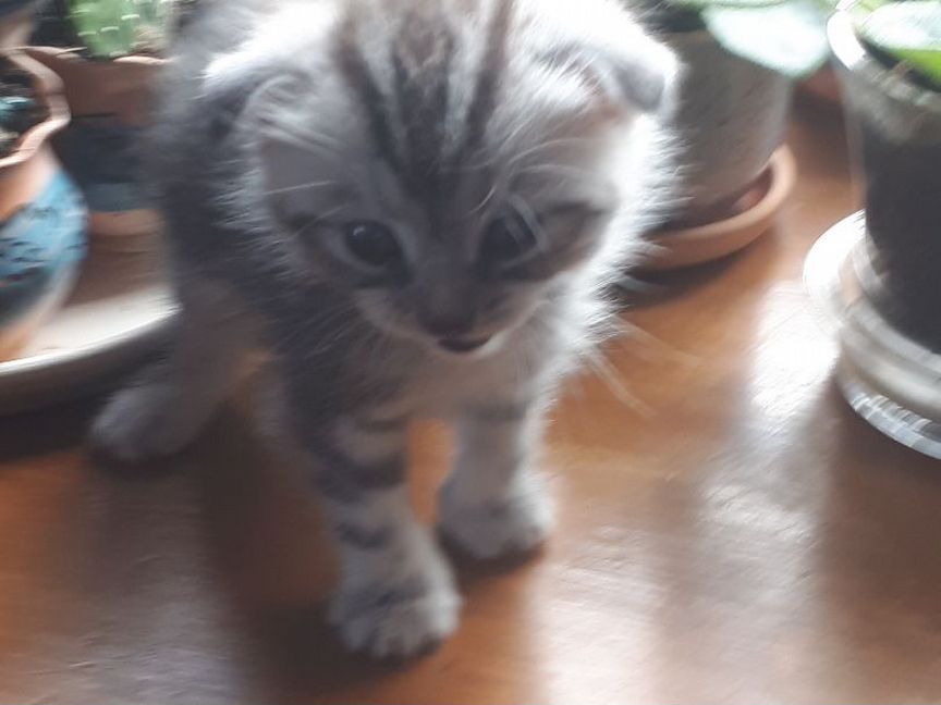 Вислоухие котята