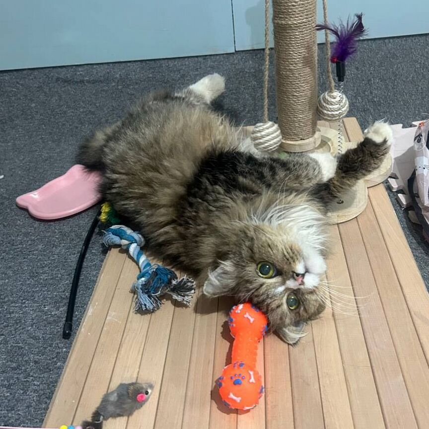 Британская длинношёрстная, взрослая кошка