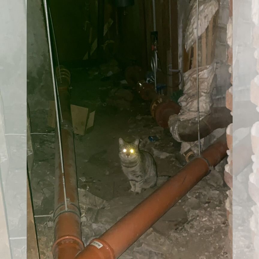 Выкинули кошку