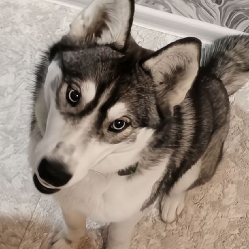 Сибирский хаски, щенок