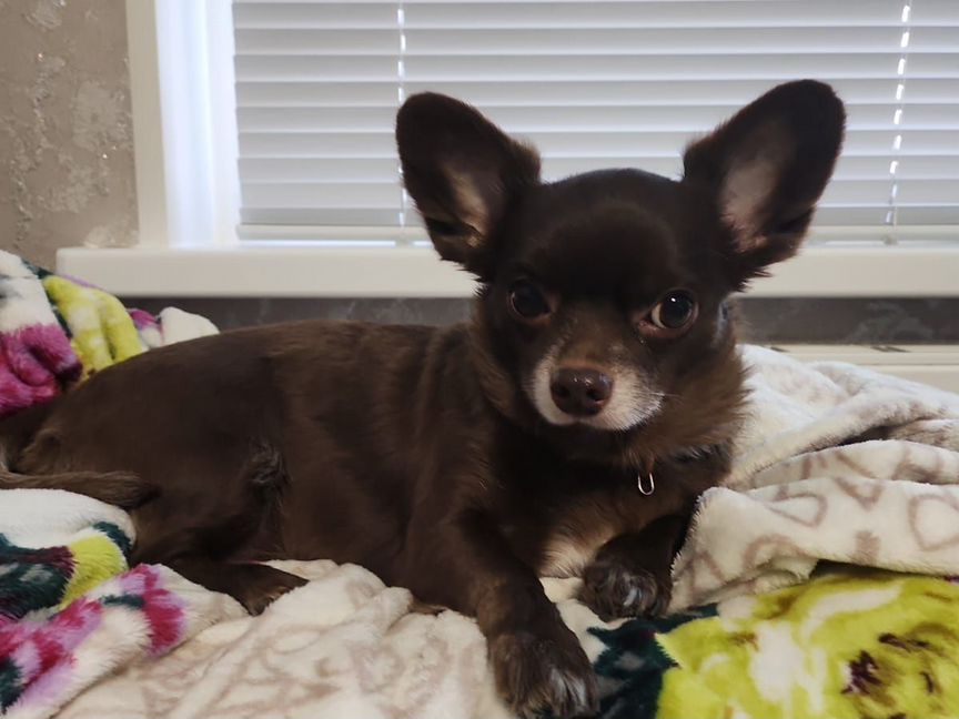 Попугаи кореллы