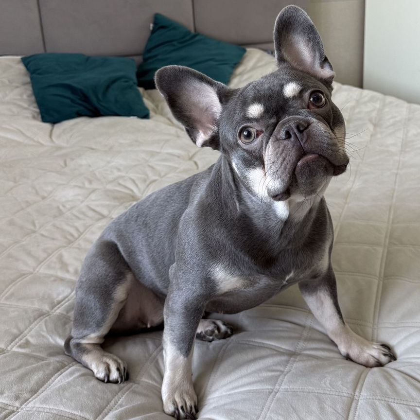 Французский бульдог, взрослая собака