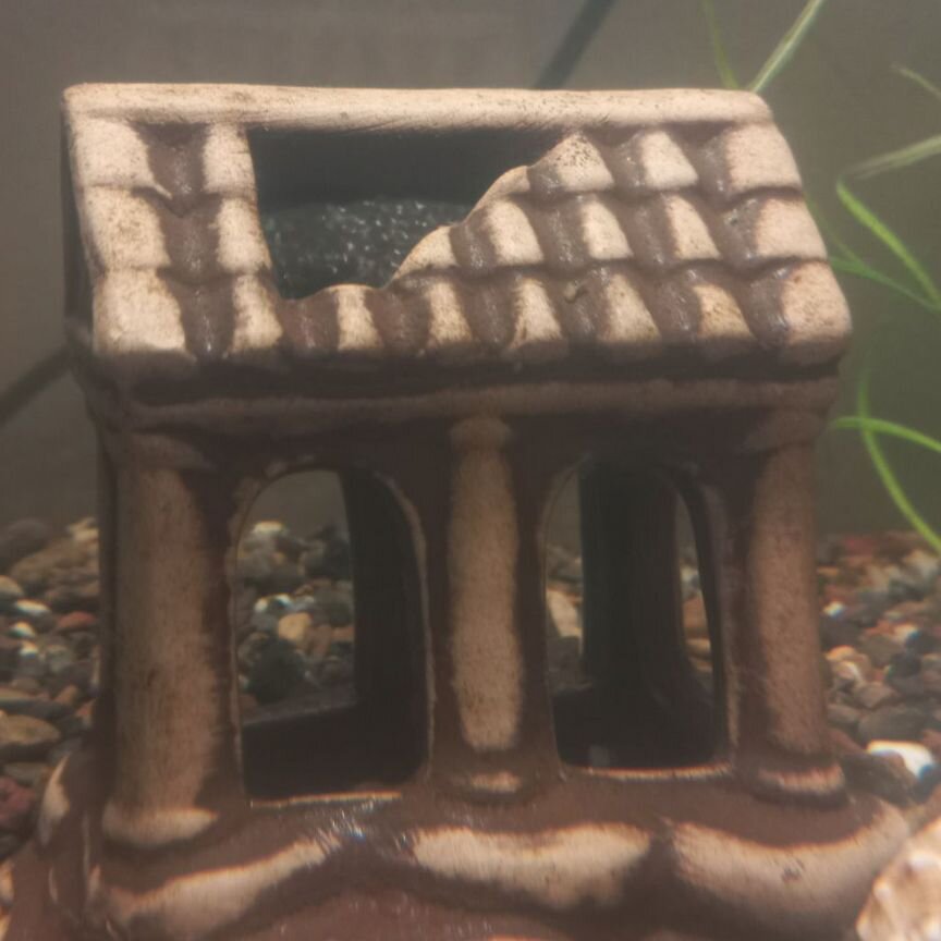 Сомик вместе с домиком  несколько гуппи