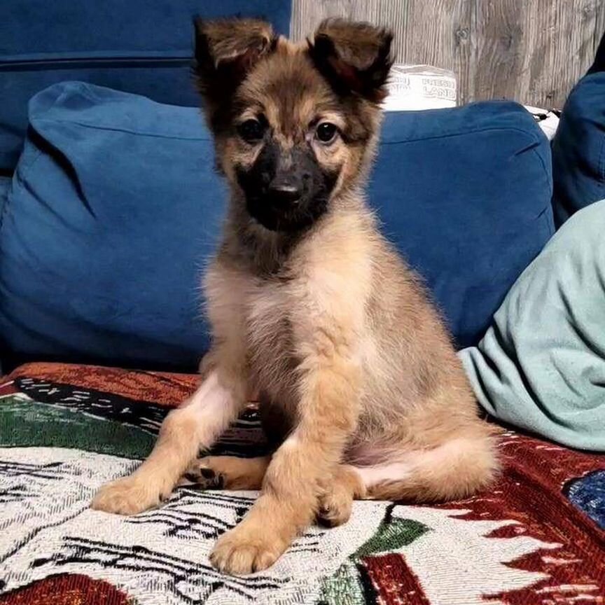 Щенок в дар. Сейлор в поисках дома