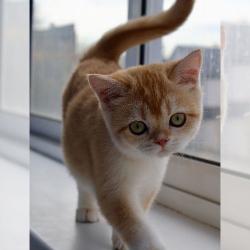 Шотландский прямоухий короткошёрстный котёнок