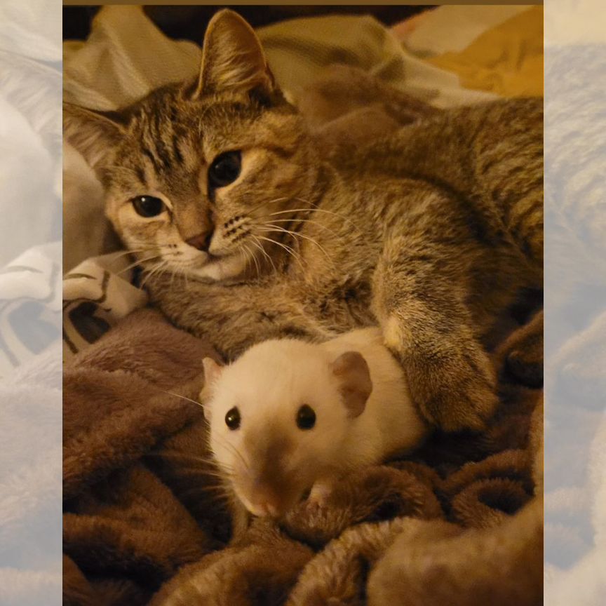 Шотландская кошка