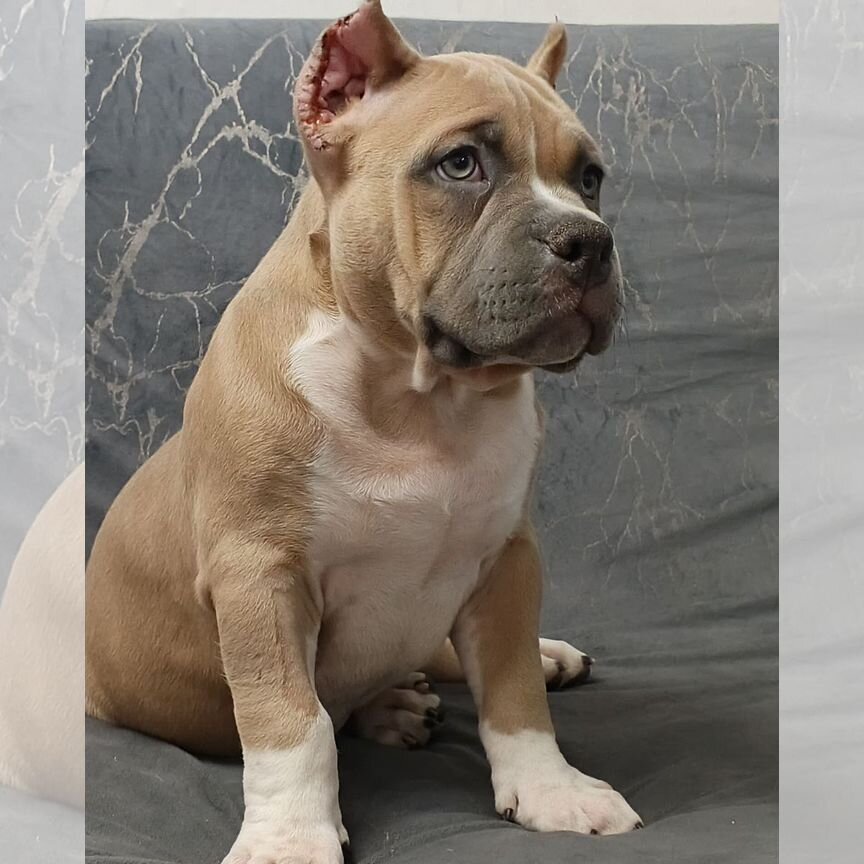 Американский булли, щенок
