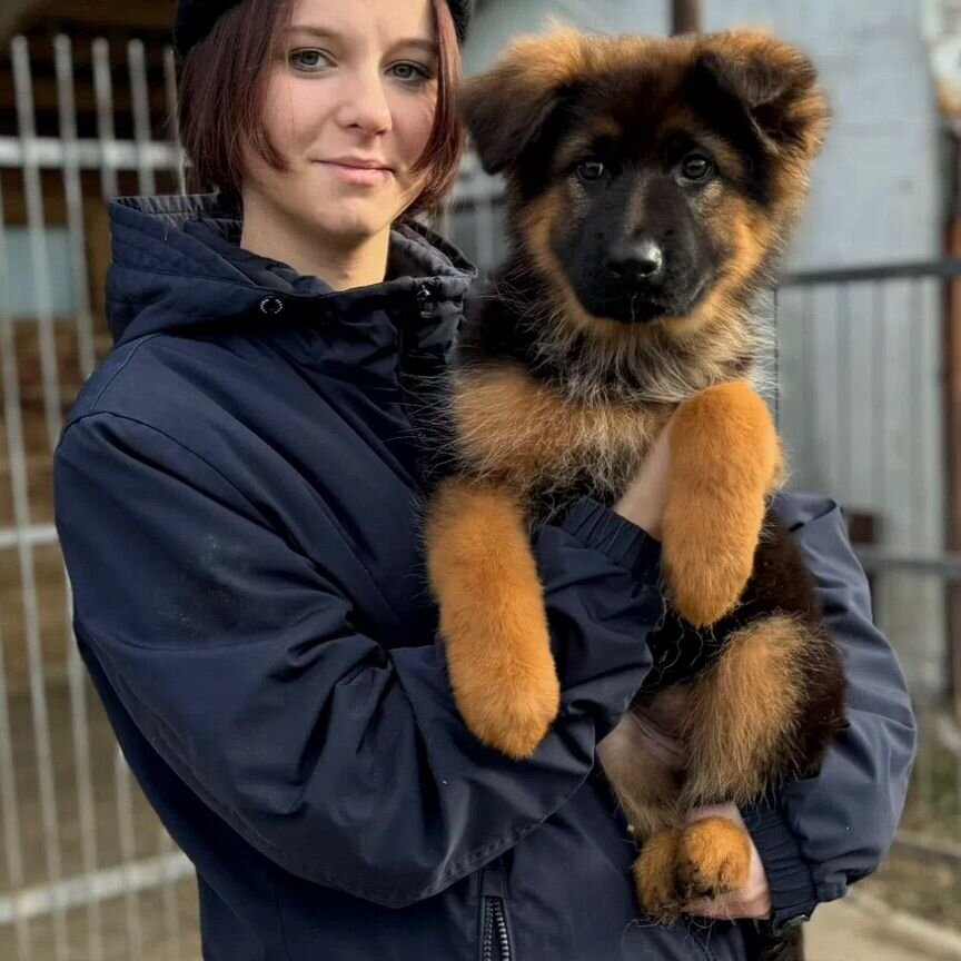 Немецкая овчарка, щенок