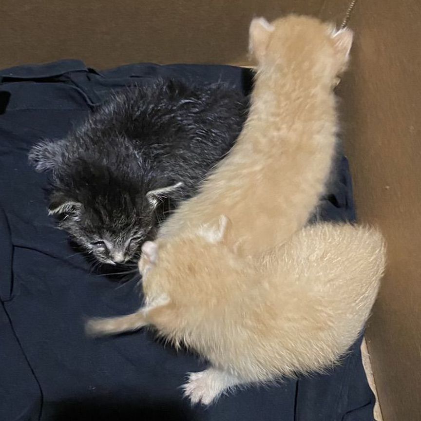 Котята в добрые руки 1 месяц