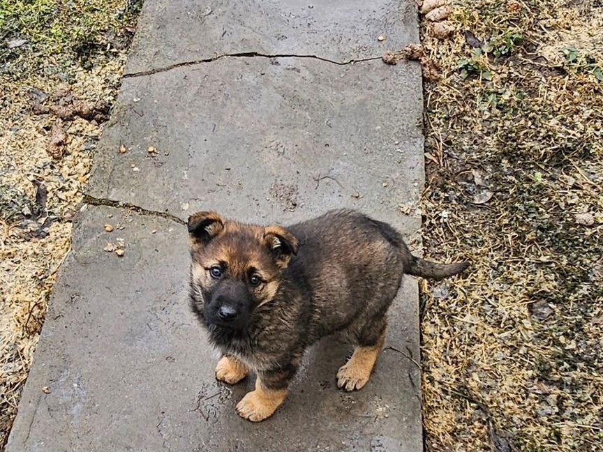 Собака щенок в добрые руки