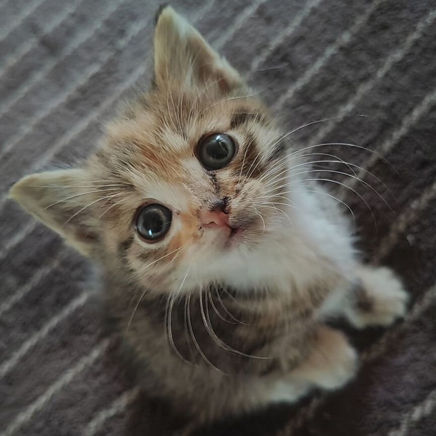 Котёнок в добрые руки