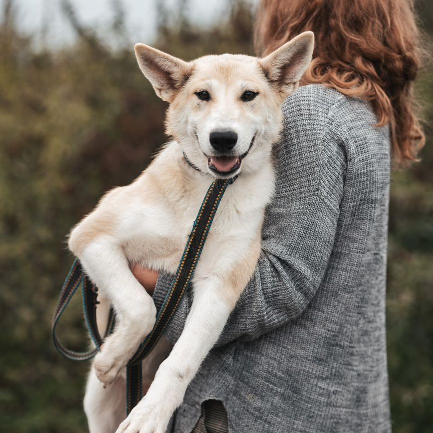 Собака в добрые руки