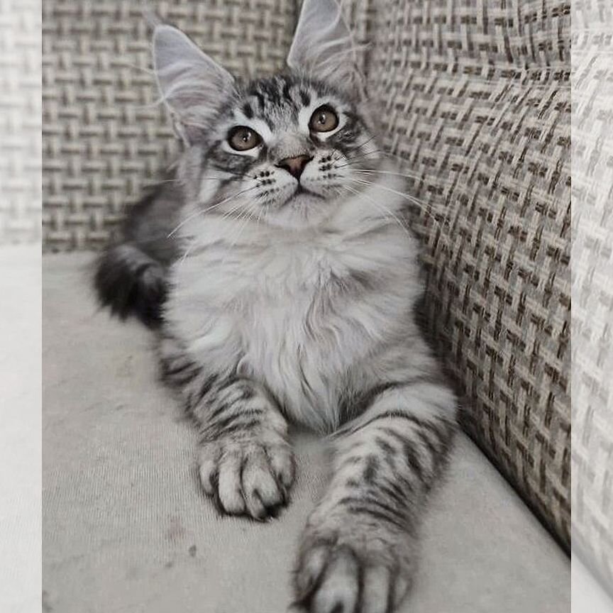 Мейн-кун котёнок