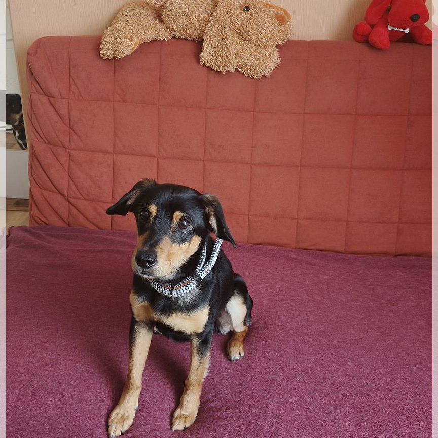 Взрослый пёс в добрые руки