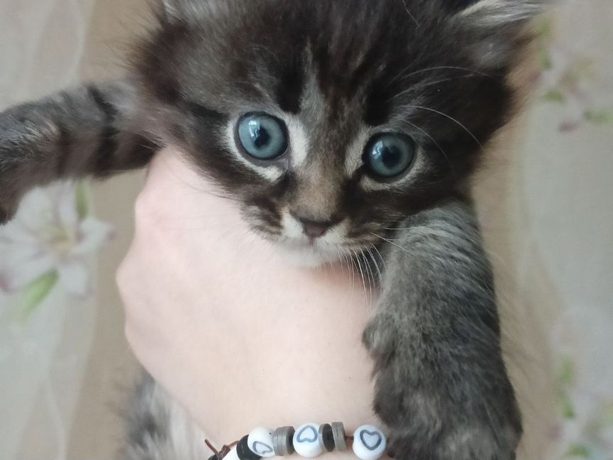 Кошки в добрые руки