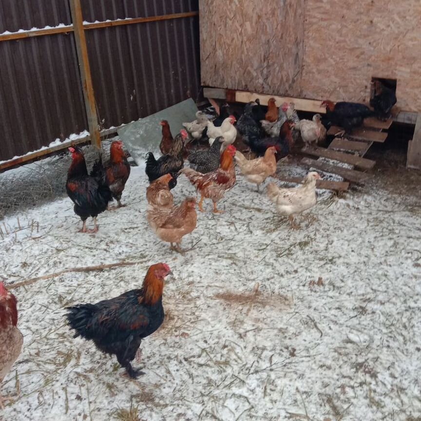 Молодняк Тетухи и куры