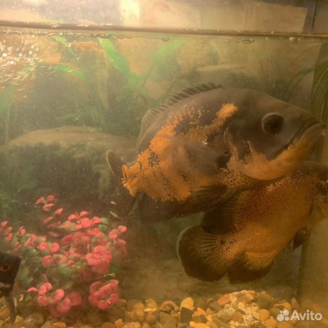 Астронотусы пара