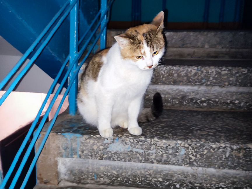 Найдена кошка, ласковая, беременная