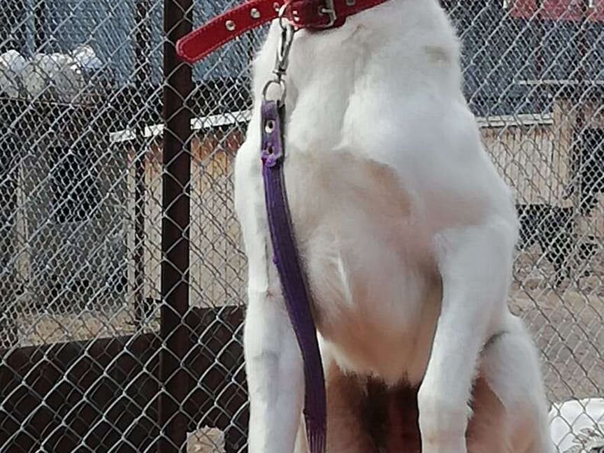 Собака бесплатно в добрые руки