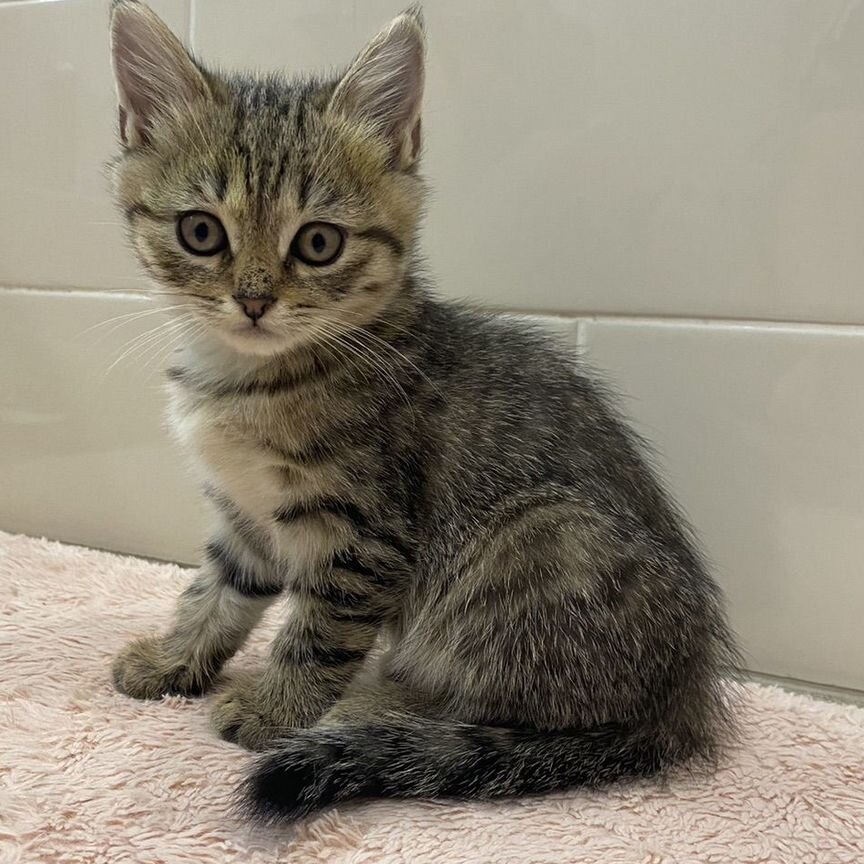 Британский короткошёрстный котёнок