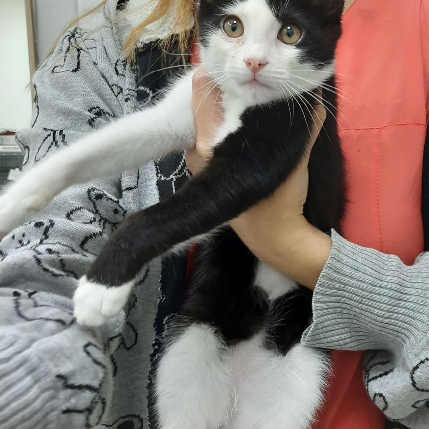 Найден котенок