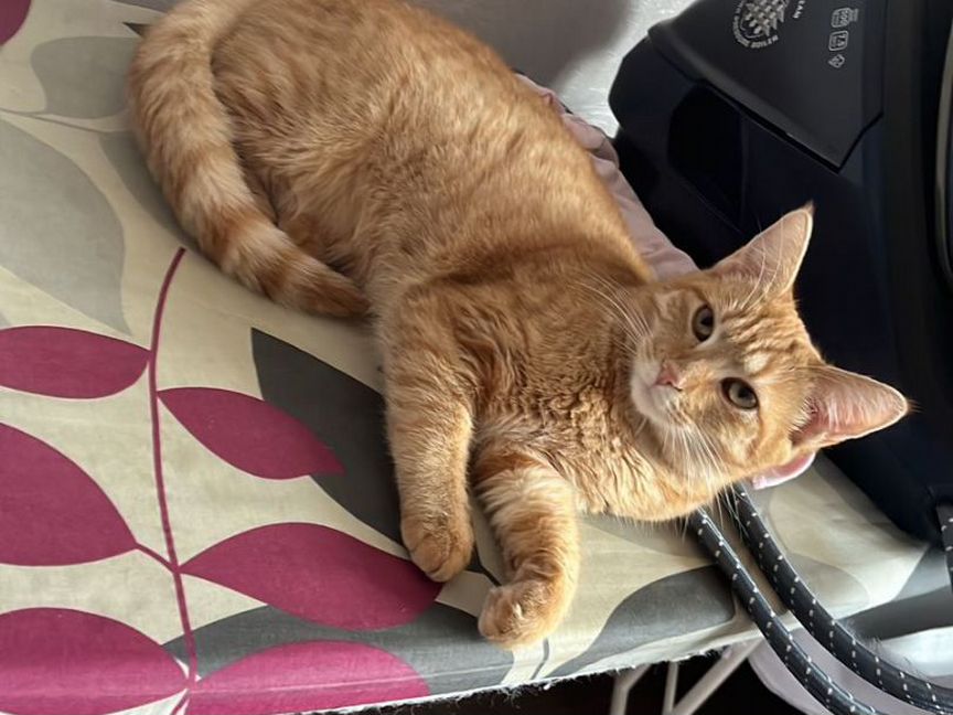 Рыжая кошечка Мелисса