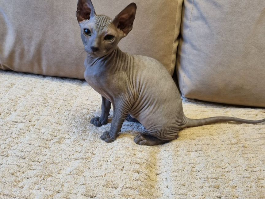 Котик Донского сфинкса