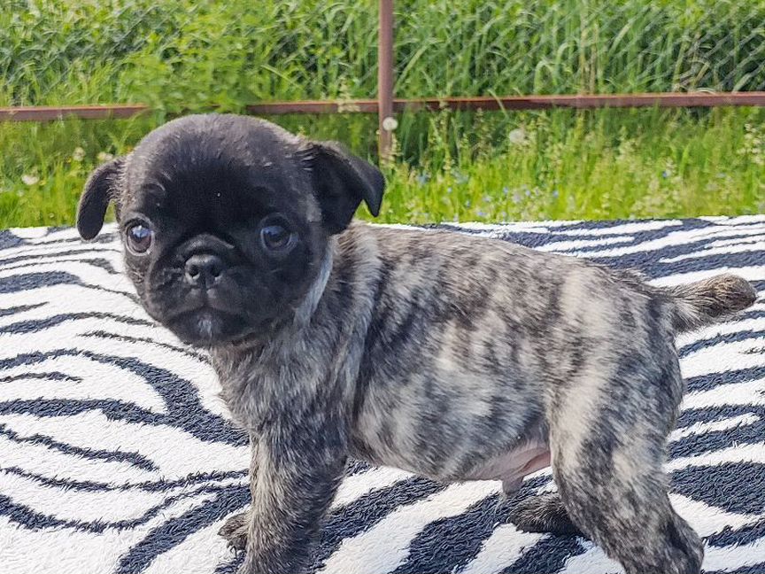 Тигровые мопсы от чемпионки России