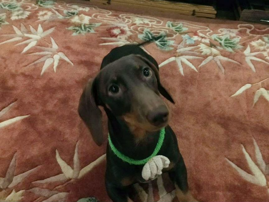 Вязка собак. Шоколадная такса кобель