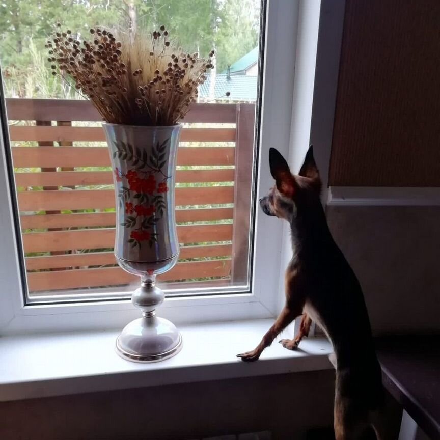 Русский той-терьер, взрослый пёс