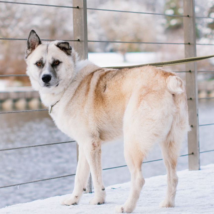 Взрослый пёс в добрые руки