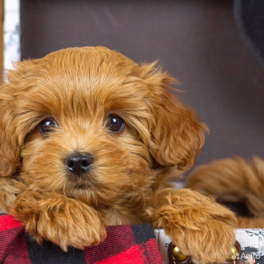 Мальтипу мальчики F2 Выращены с Любовью