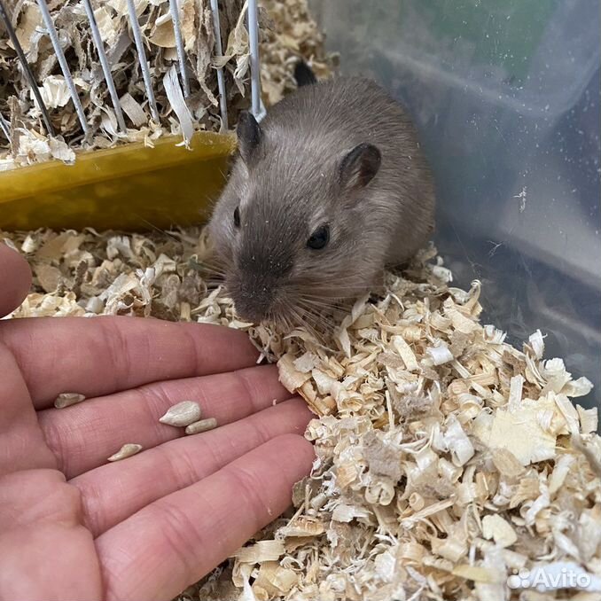 Песчанка (самка) с клеткой и колесом