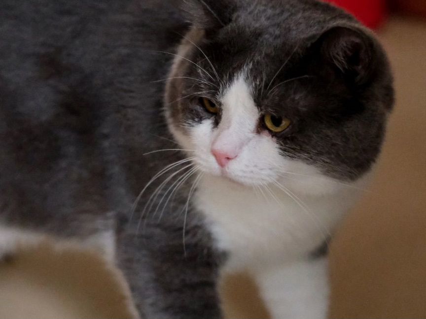 Котик щекастик из приюта ищет дом