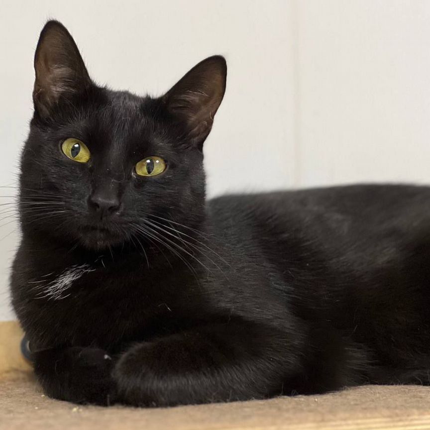 Взрослая кошка в добрые руки