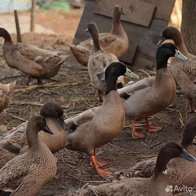 Утки Хаки-Кемпбелл