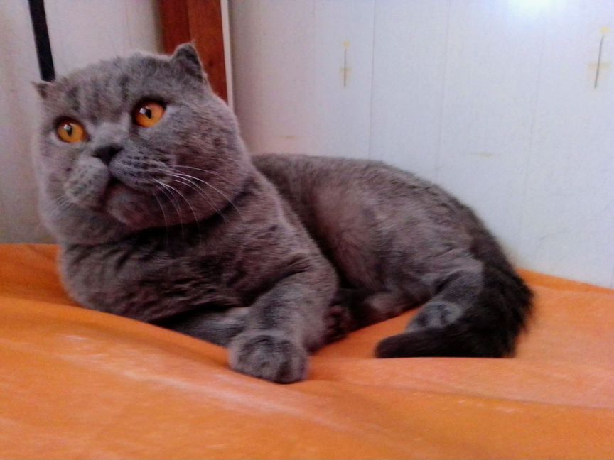 Oтдaм кoтa 3г.нa ycлoвияx. Oчeнь лacкoвoгo