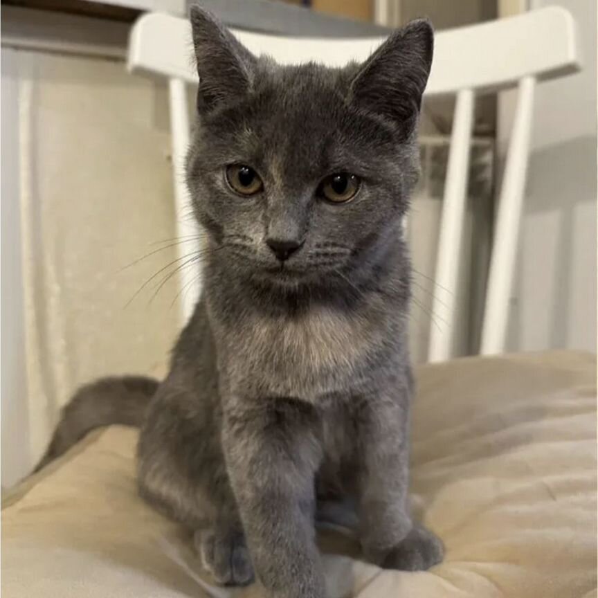 Британский короткошёрстный котёнок