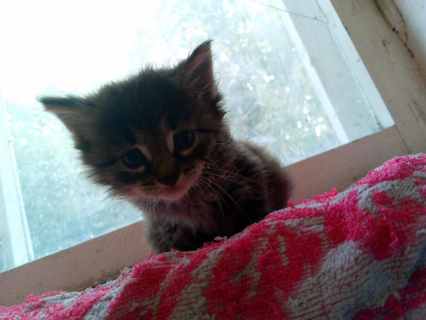 Котёнок