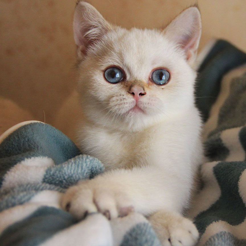 Британский короткошёрстный котёнок