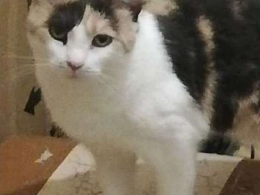 Кошка Лада