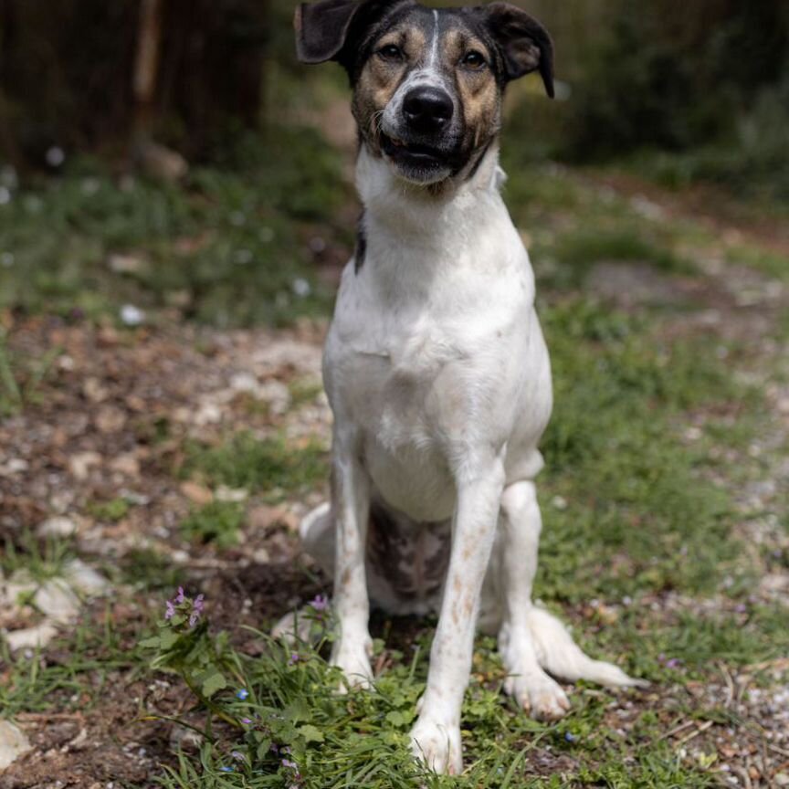 Взрослая собака в добрые руки
