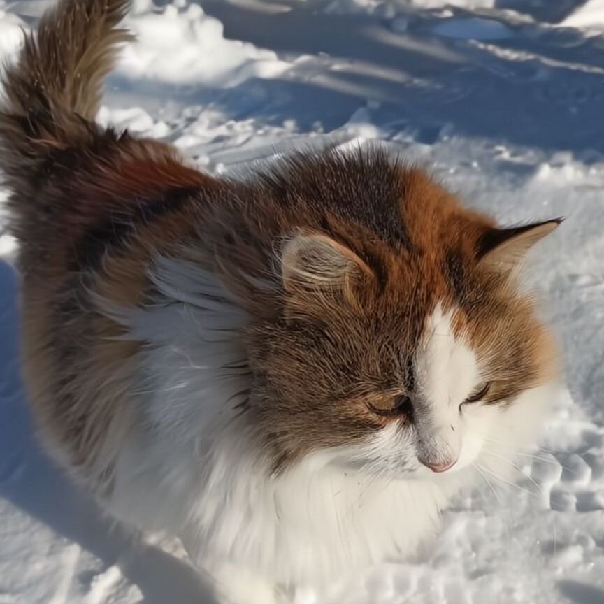 Взрослая, кошка в добрые руки